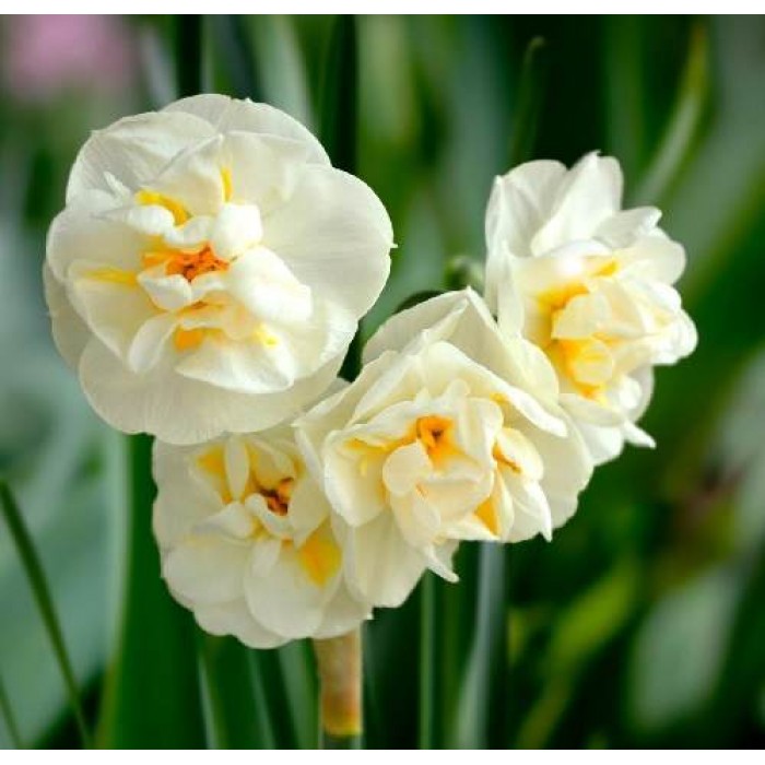 Bulbi de Narcise - Alege calitatea Planteo