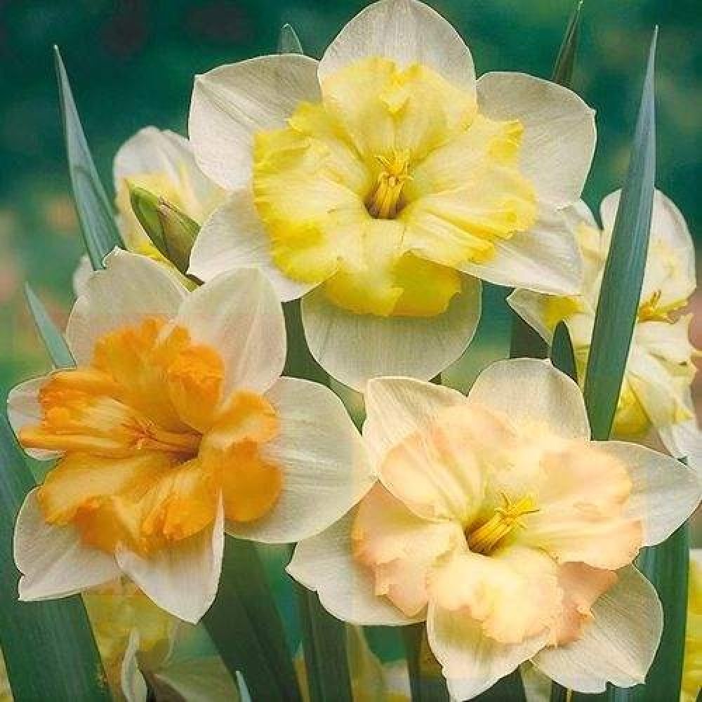 Bulbi narcise Changing Colors - Pachet 3 bucăți