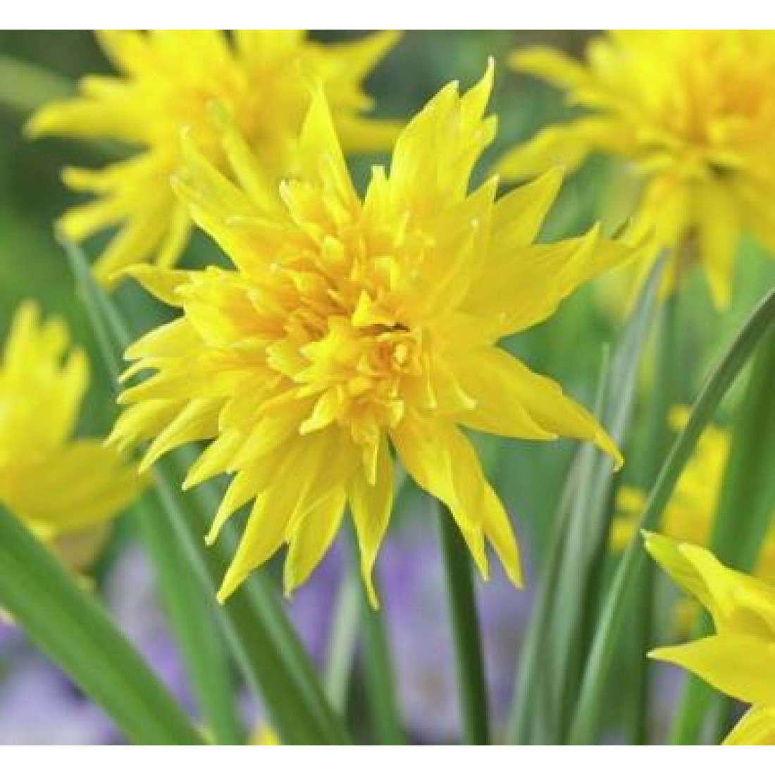 Bulbi narcise Rip van Winkle - Pachet 3 bucați