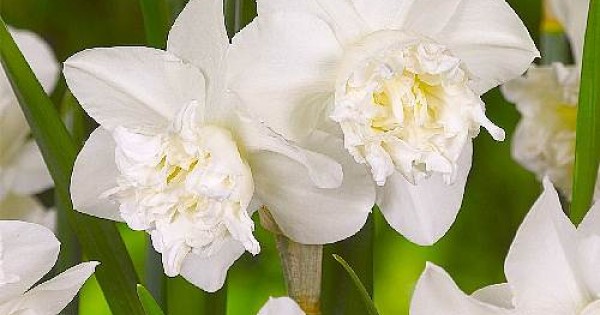 Bulbi narcise White Marvel - Pachet 3 bucăți