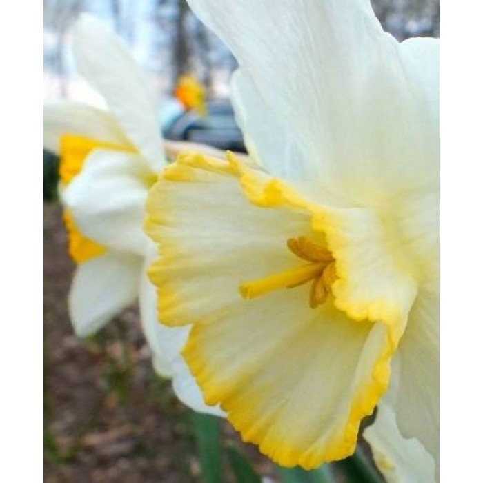 Bulbi de Narcise - Alege calitatea Planteo