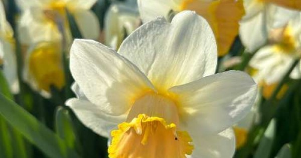 Bulbi narcise Salome - Pachet 3 bucăți