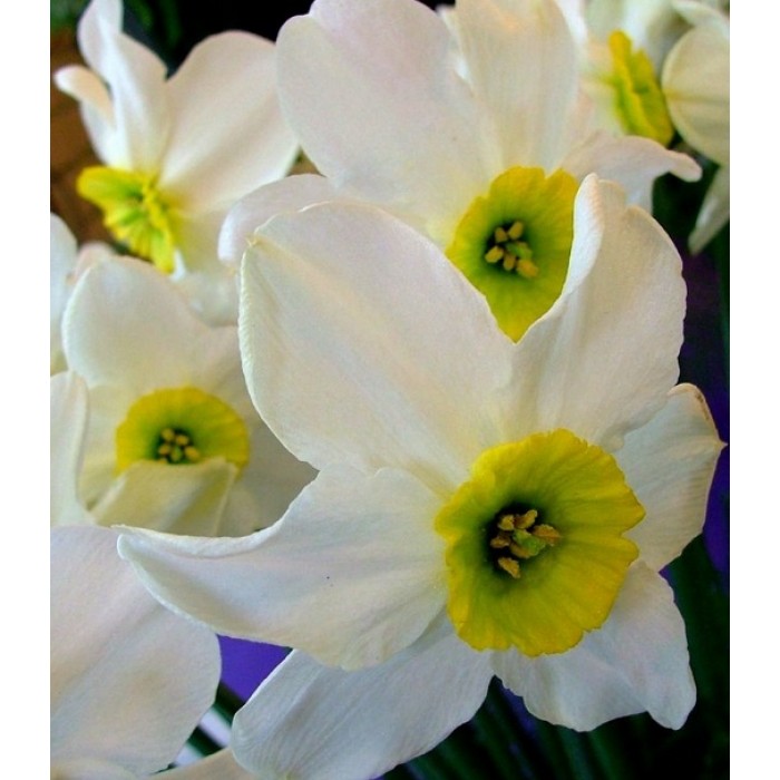 Bulbi de Narcise - Alege calitatea Planteo