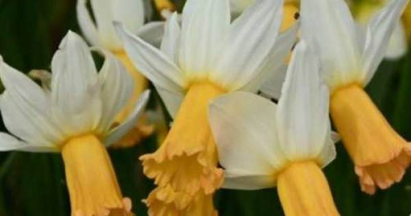 Bulbi narcise Winter Waltz - Pachet 3 bucăți