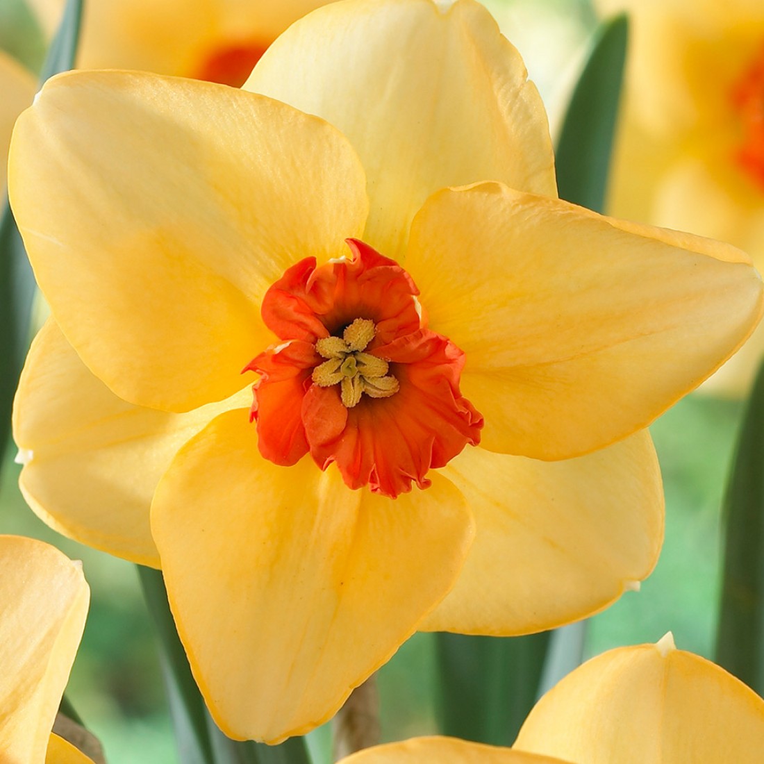 Bulbi narcise Altruist - Pachet 3 bucăți (Premiată internațional pt ...