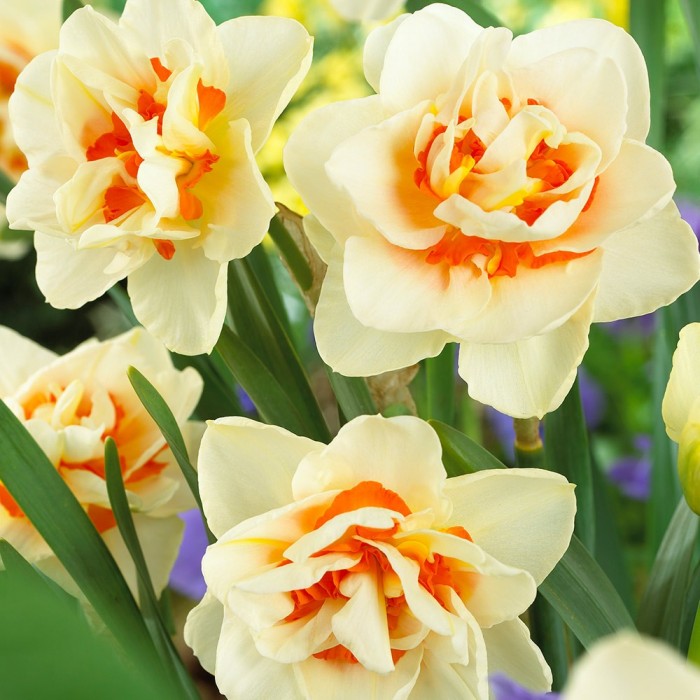 Bulbi de Narcise - Alege calitatea Planteo