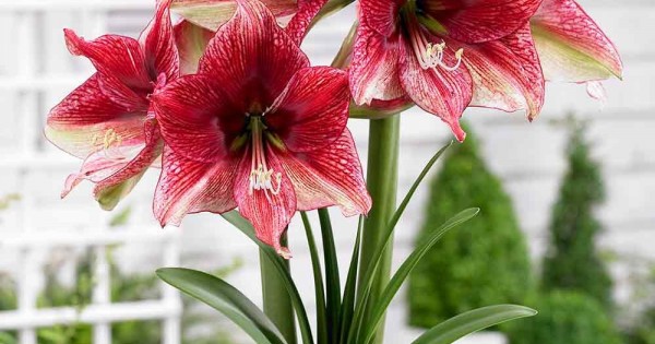 Bulbi hippeastrum (amaryllis) Tosca - 1 bucată