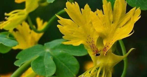 Semințe condurași Kanariekers (tropaeolum peregrinum) - 1 plic