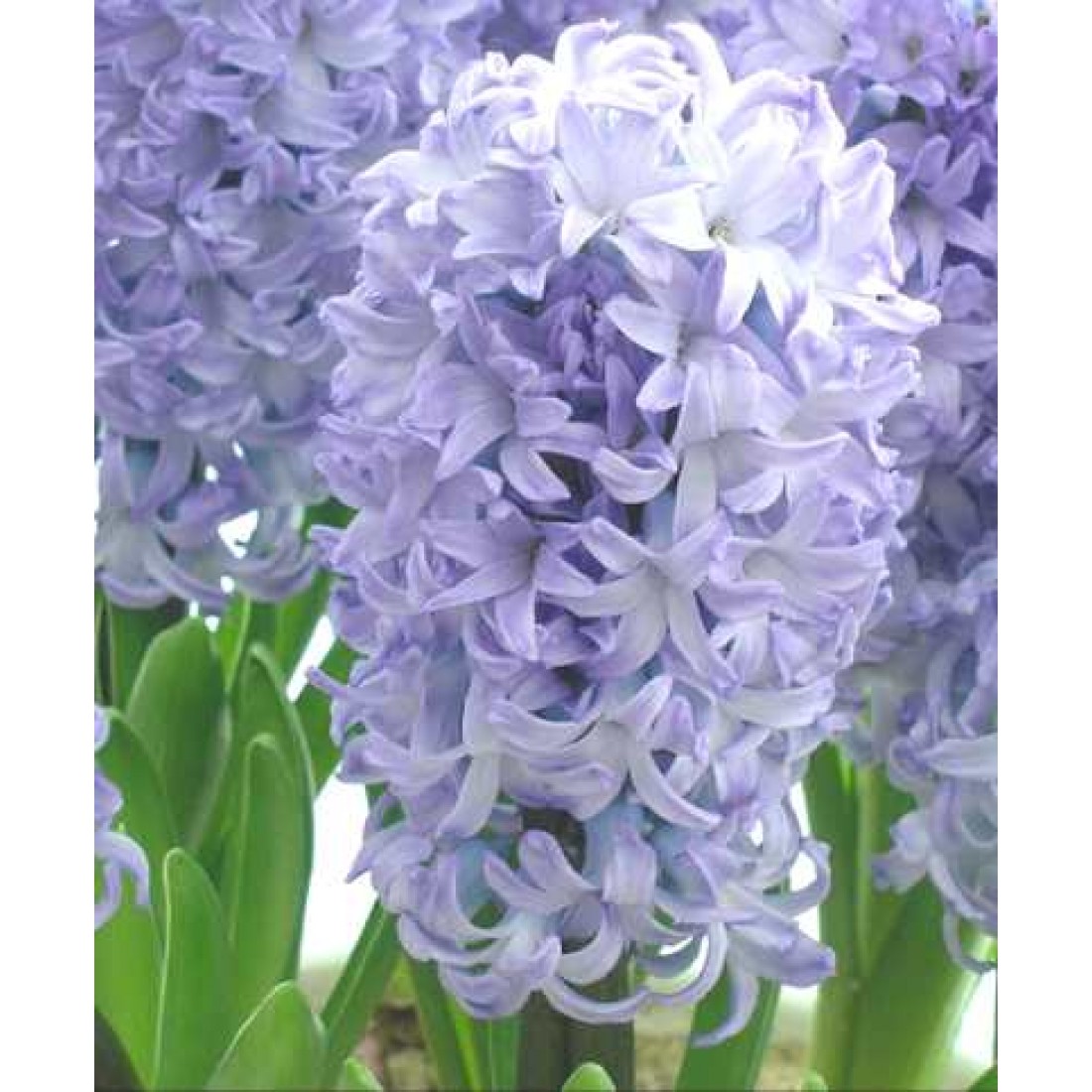 Bulbi zambile Caribbean Dream - Pachet 3 bucați