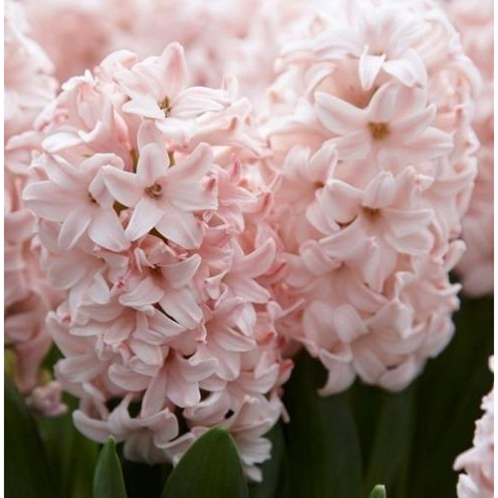 Bulbi zambile Pink Elephant - Pachet 3 bucăți