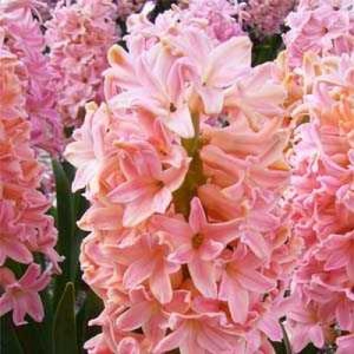 Bulbi de Zambile - Planteo - Alege din 20 de soiuri de zambile