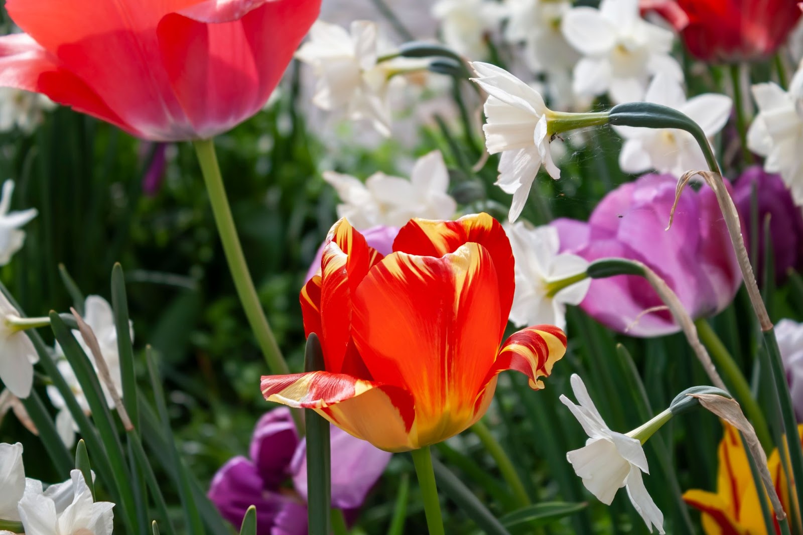 Combinatii de lalele, narcise si zambile pentru o gradina de vis